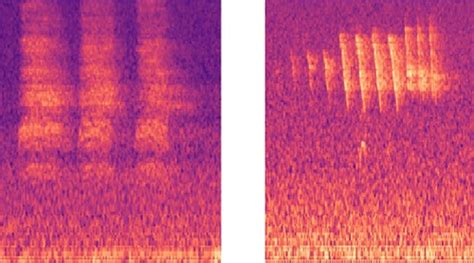 Clark Classifying Bird Vocalizations Geography Environment And Planning At Sonoma State