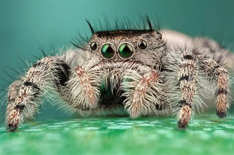 Macro Jumping Spider Spider Arachnid Wallpaper Coolwallpapers Me