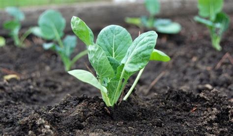 Seasonal Cornucopia Plant And Harvest At The Right Time