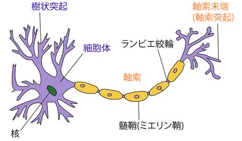 神経細胞 ニューロン の名称