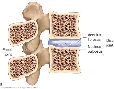 Intervertebral Joint