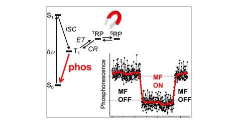 Modulation Of Visible Room Temperature Phosphorescence By Weak Magnetic
