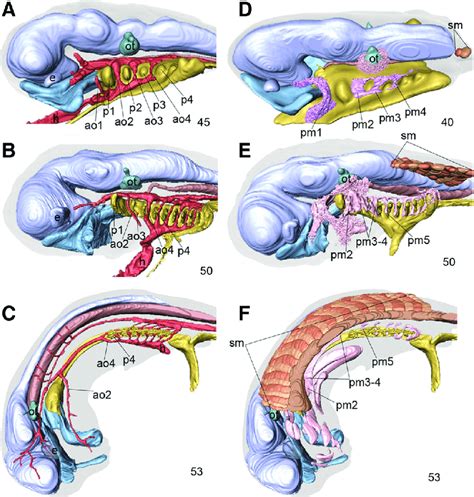 Mid To Late Pharyngular Stage Embryos Of Eptatretus Burgeri A C Left