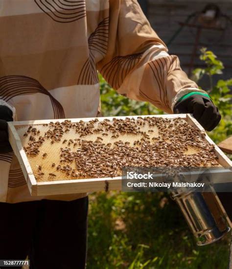 양봉가는 꿀을 수집합니다 양봉의 개념 꿀벌을 손에 들고 벌집을 들고 있는 양봉가 양봉 곤충에 대한 스톡 사진 및 기타 이미지 곤충 꽃가루 꿀 Istock