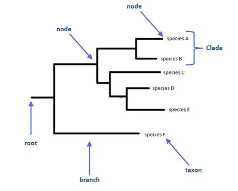 Phylogenetic Tree Definition Types Steps Methods Uses Biology Notes Online