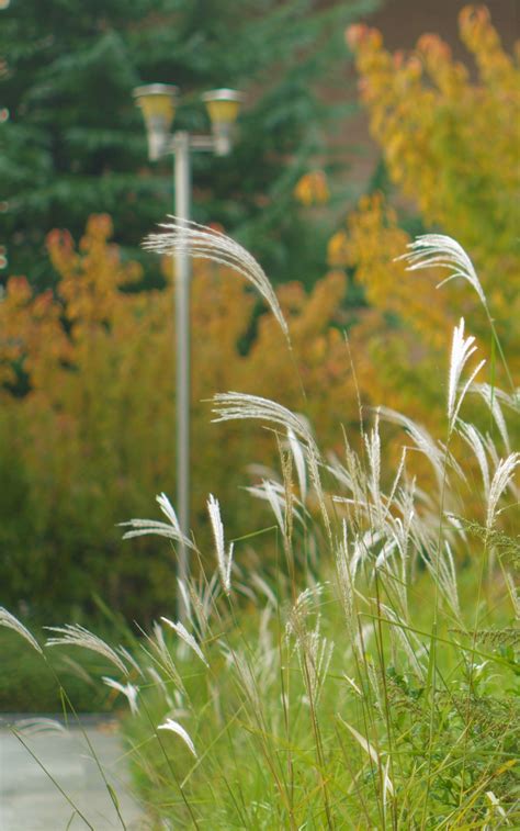 배경 화면 Autumn Flower 이파리 야생의 꽃 1770x2828 Azzario 2180187 배경 화면 Wallhere