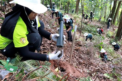 Mrdiy Csr Gutta Percha Tree Planting Mr Diy