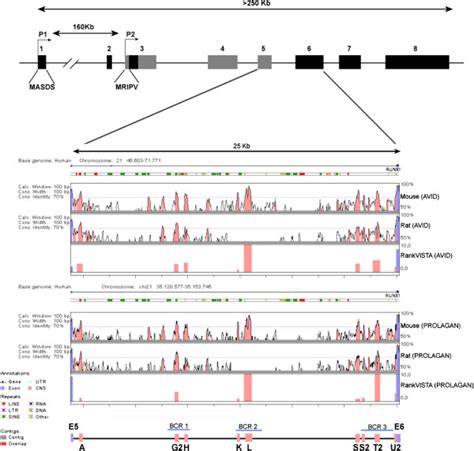 identification of conserved non coding sequences cns in intron 5 of