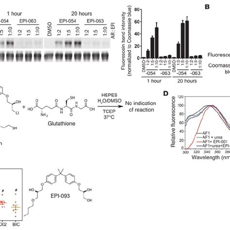 Pdf An Androgen Receptor N Terminal Domain Antagonist For Treating Prostate Cancer