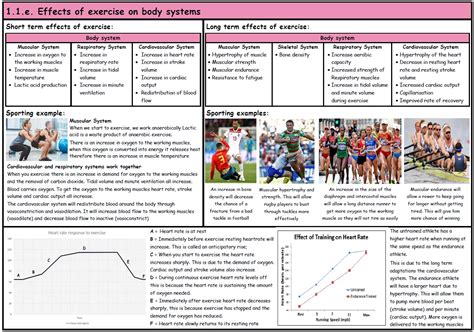 Gcse Pe Ocr 9 1 Short And Long Term Effects Of Exercise Component 01 Knowledge Organiser