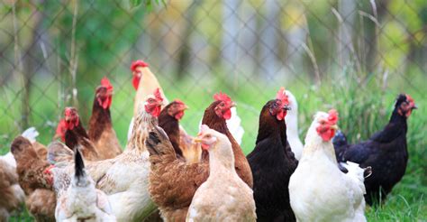 Chicken Behavior And Social Hierarchy Hen House Hq