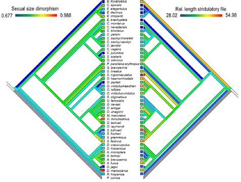 Reconstructed Evolution Of Sexual Size Dimorphism Sexual Size Download Scientific Diagram