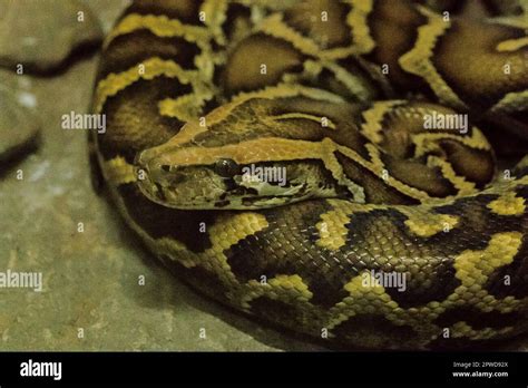 Python Bivittatus Is A Large Poisonous Snake One Of The Six Largest