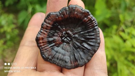 Wild Genoderma Mushroom From Waikhong Reishi Mushroom Type Youtube