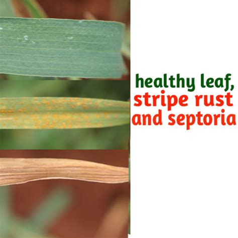 Wheat Leaf Dataset Kaggle