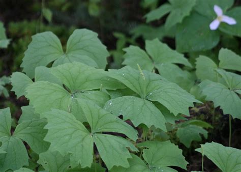 Vanilla Leaf Achlys Triphylla Care Guide Pests Diseases Watering