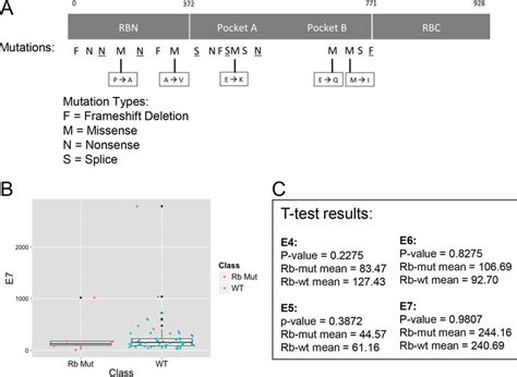 Analysis Of Rb1 Mutations Shows Detrimental Effects Independent Of Hpv