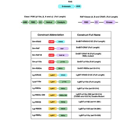 Abbreviations Of Smbit And Lgbit Tagged Protein Constructs Used In The