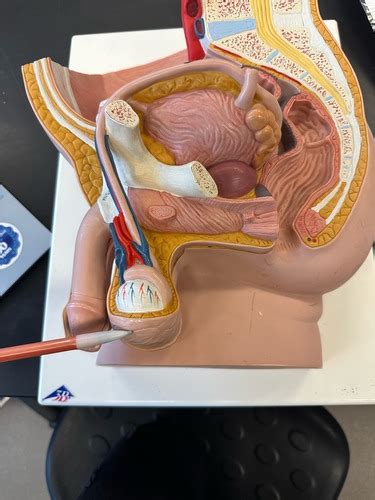 Reproductive System Flashcards Quizlet
