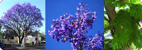Árbol De Jacaranda Con Detalle De Flores Y Hojas Download Scientific