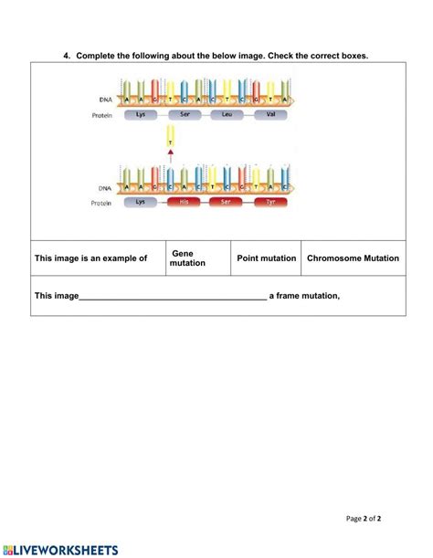 Gene And Chromosome Mutation Worksheet E