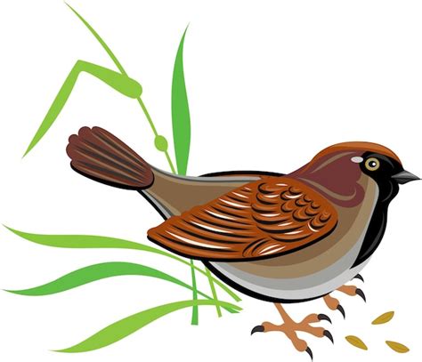 Premium Vector Sparrow Seed Sparrow And Green Grass Vector