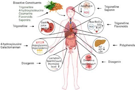 Pharmacological Effects Of Bioactive Components Of Fenugreek Download Scientific Diagram