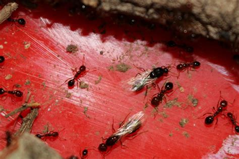 How Fire Ants Spread National Fire Ant Eradication Program