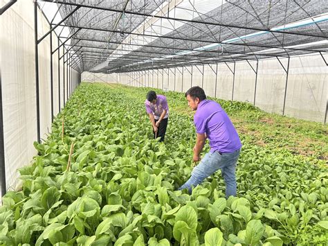 ศูนย์วิจ ศูนย์วิจัยและพัฒนาการเกษตรนครปฐม กรมวิชาการเกษตร