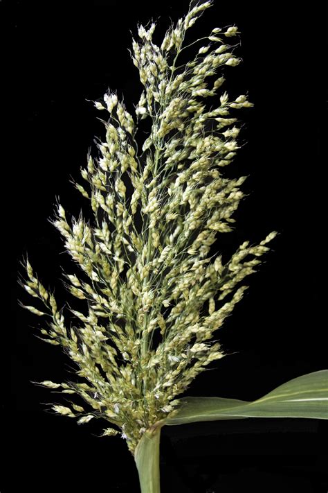 Turnerseed Sorghum Egyptian Wheat