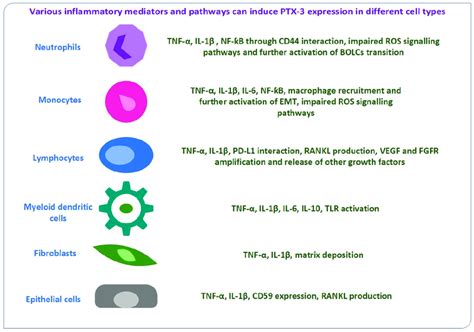 Increased Synthesis Of Inflammatory Mediators And Activation Of