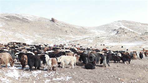 ӨВӨРХАНГАЙ “Алтан төлийн эзэн” ээр 12 малчин шалгарчээ