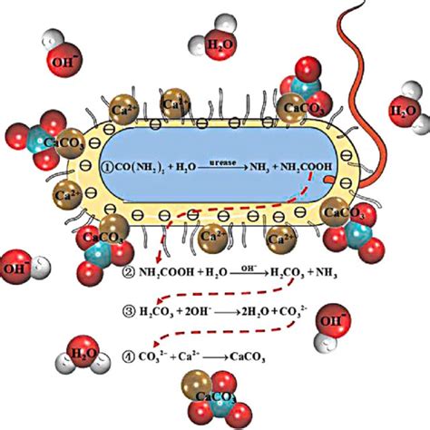 Energy Profile On The Reaction Path Of H 2 Co 3 H 2 O → Co 2 2h 2 O