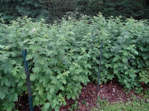 Dis Special Raspberry Patch Carroll Garden Club