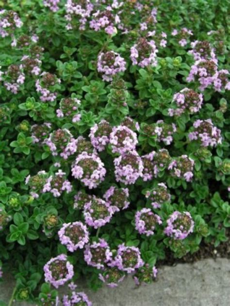 Тимьян (чабрец) ползучий Ранний (Thymus serpyllum) Р9 купить в интернет ...
