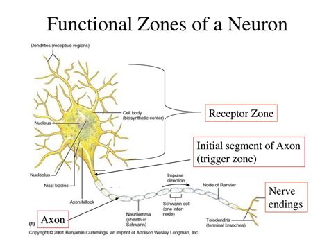 Misericordia University Ppt Download