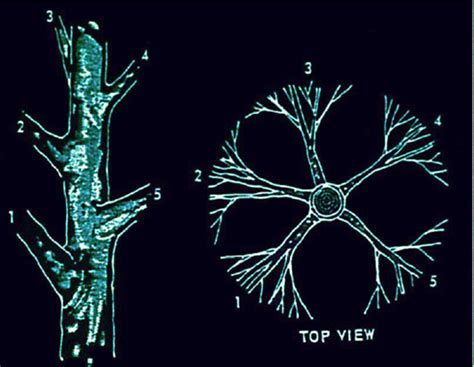 Pruning Trees And Shrubs Basics You Need To Know