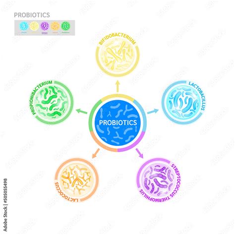 Probiotics Lactic Acid Bacterium In Milk Yogurt Label Bifidobacterium Lactobacillus