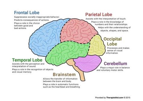 Brain Diagram