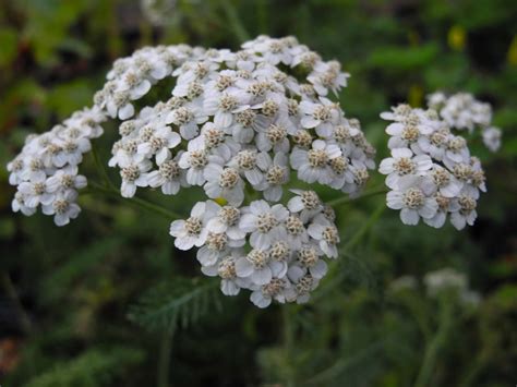 Common Yarrow