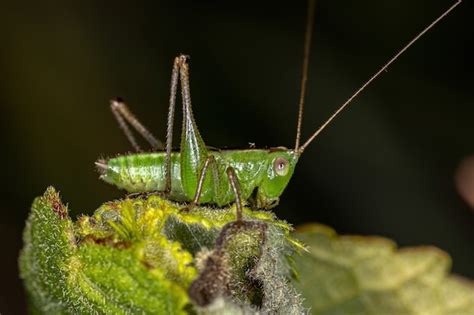Premium Photo Lesser Meadow Katydid Nymph Of The Genus Conocephalus