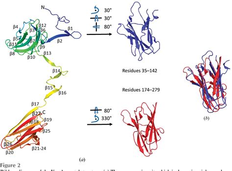 Figure 2 From Crystal Structures Of The Bacillus Subtilis Prophage Lytic Cassette Proteins Xepa