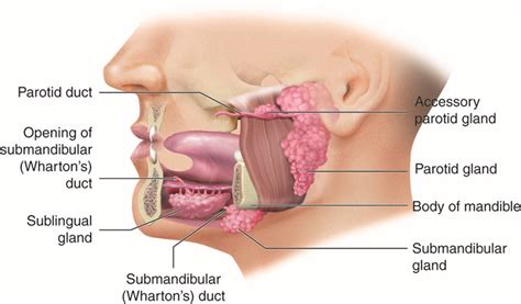 Salivary Glands Localization And Treatment Procedures In Radiation Therapy