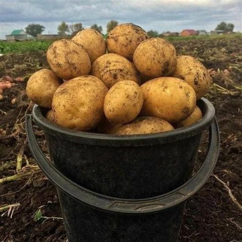 Продам домашний картофель на семена Сорт Королева Анна Возможна доставка по г Солигорск до