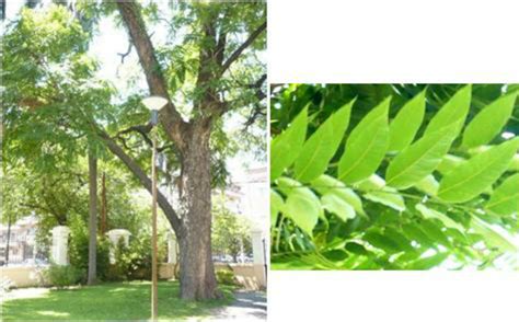 Cedrela Lilloi Hábito Izquierda Detalle De Hoja Derecha