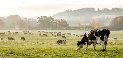 Mad Cow Disease What Is Bse