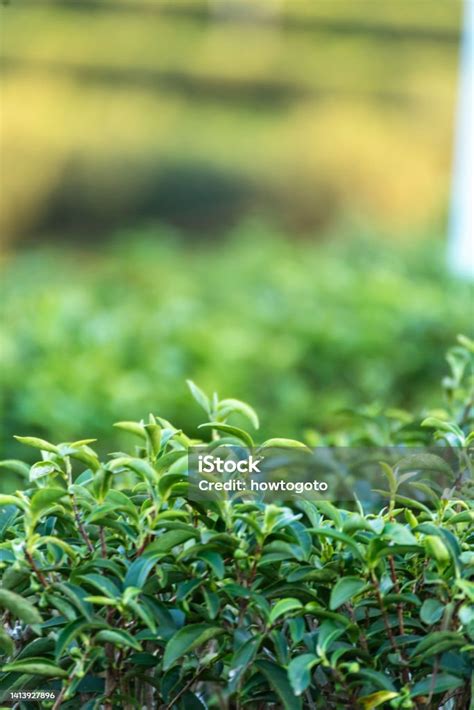 녹차 나무 잎은 동백 Sinensis 유기농 농장에서 어린 부드러운 새싹 허브 녹차 나무를 밭에 남깁니다 닫기 신선한 나무 차 농장 농장 배경 아침에 산 녹색 자연 0명에