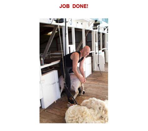 How To Shear A Sheep Step By Step Guide