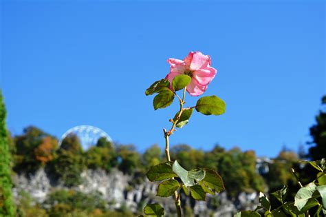 ბორჯომის ცენტრალური ისტორიული პარკი Borjomi Central Historical Park Home Facebook