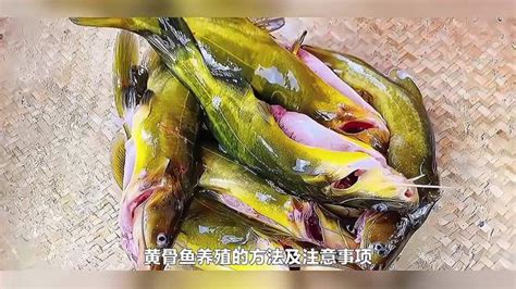 黄骨鱼养殖的方法及注意事项 萌宠视频 搜狐视频